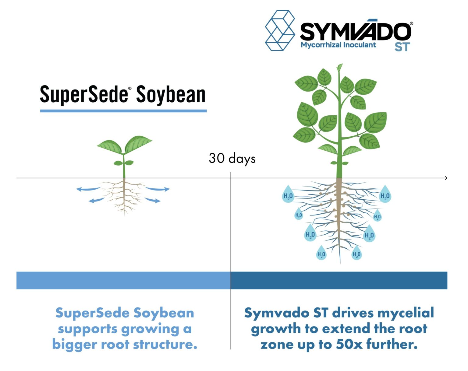 How to Improve Soybean Root Growth – Valent BioSciences – Biostimulants