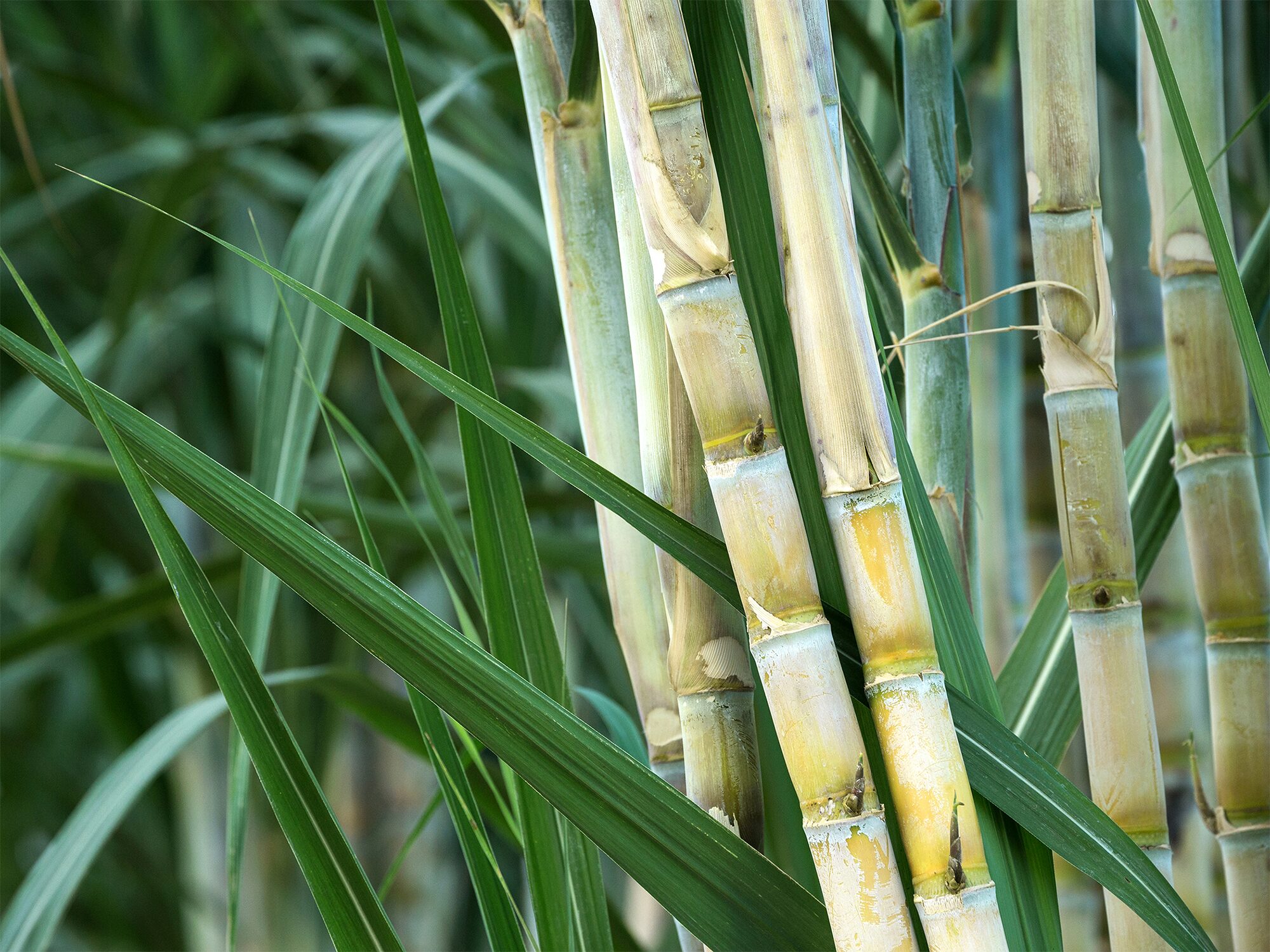 How to Improve Sugarcane Ripening Without Reducing Ratoon Regrowth ...