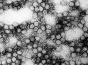 Yellow Fever – Valent BioSciences – Public Health