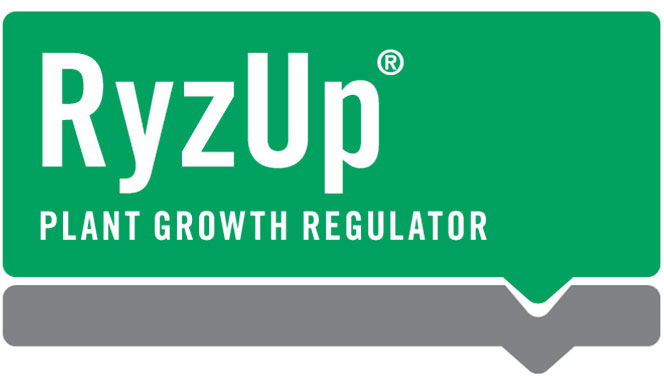 RyzUp® Is the Popular Choice for Bananas and Pineapples | Valent ...