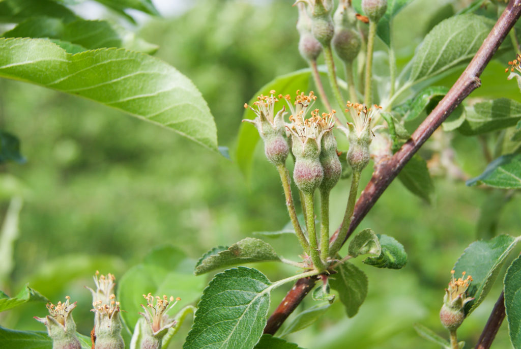 6-Benzyladenine – Valent BioSciences