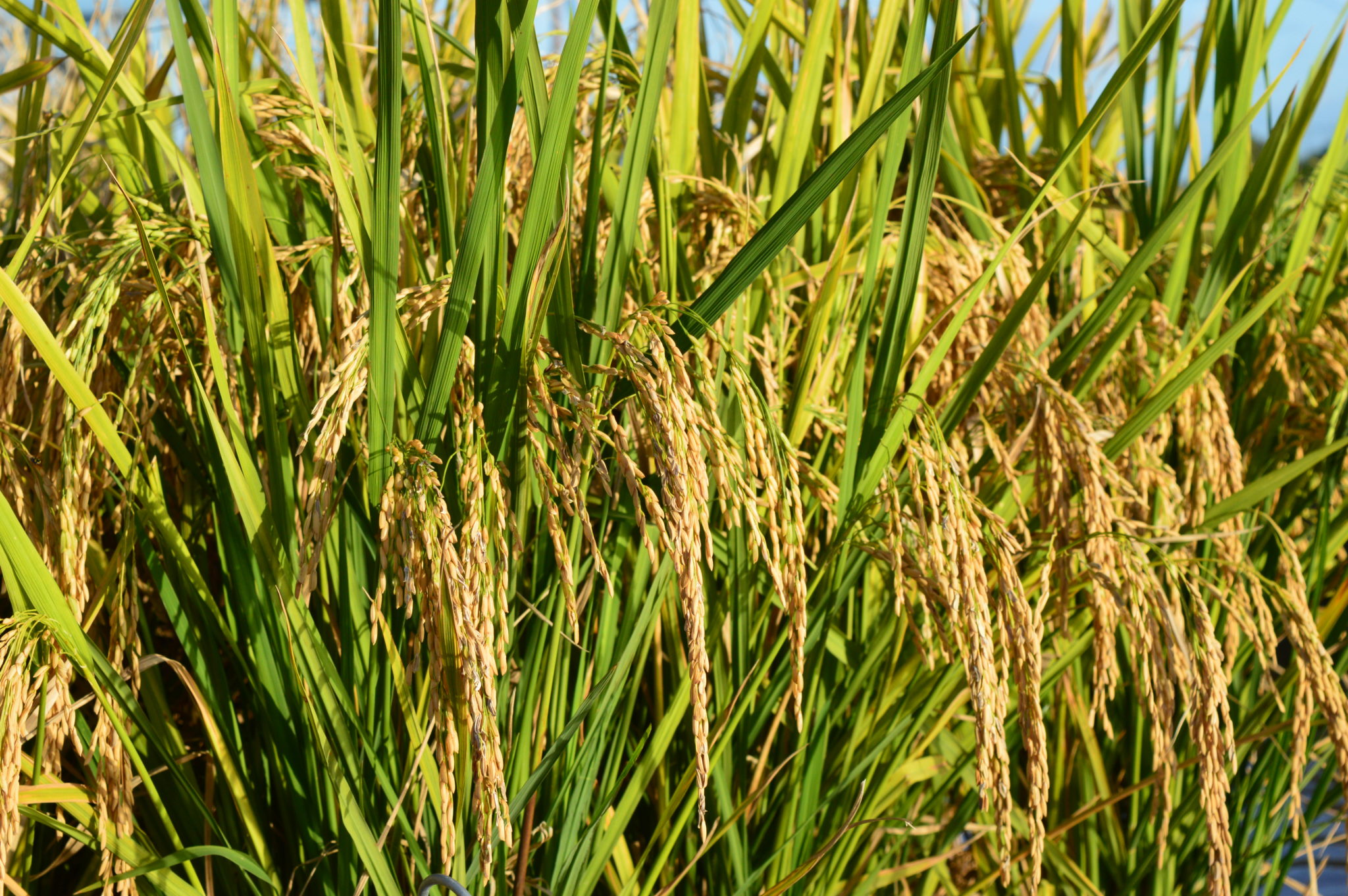 Products | Valent BioSciences