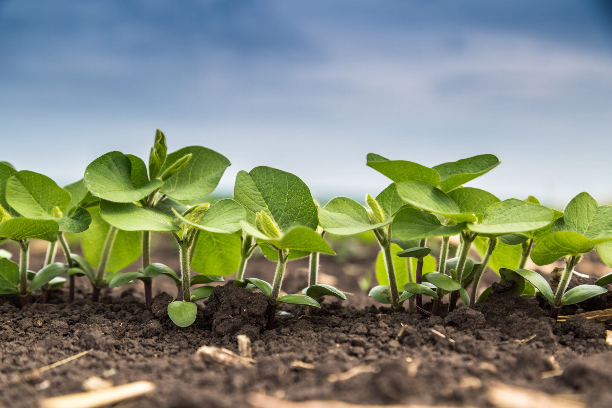 MaxCel® Plant Growth Regulator | Valent BioSciences